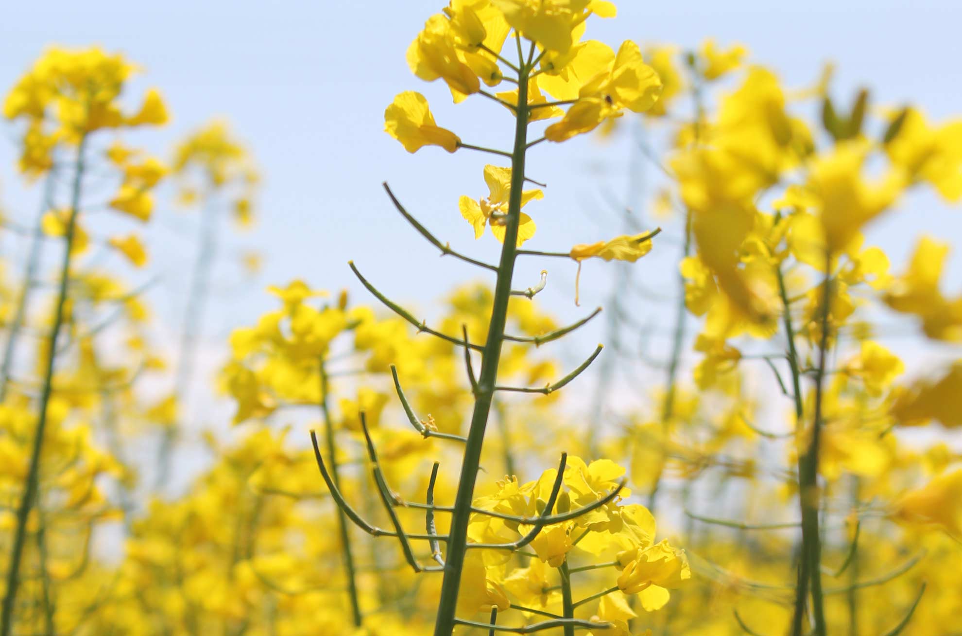 Repka olejná – Interagros